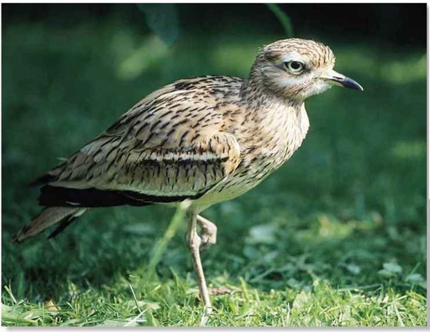 Curlew Bird